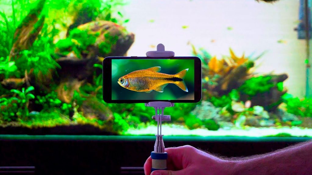 CUM SA FACI POZE LA ACVARIU CU TELEFONUL - Aqua Garden