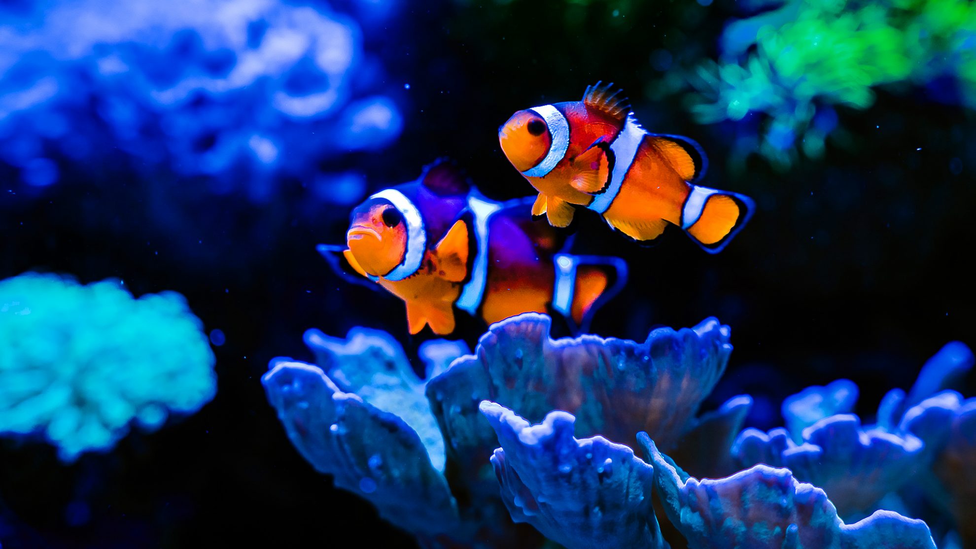 ACVARIUL MARIN, NECESARUL DE ECHIPAMENTE PENTRU UN MIC ACVARIU - Aqua ...